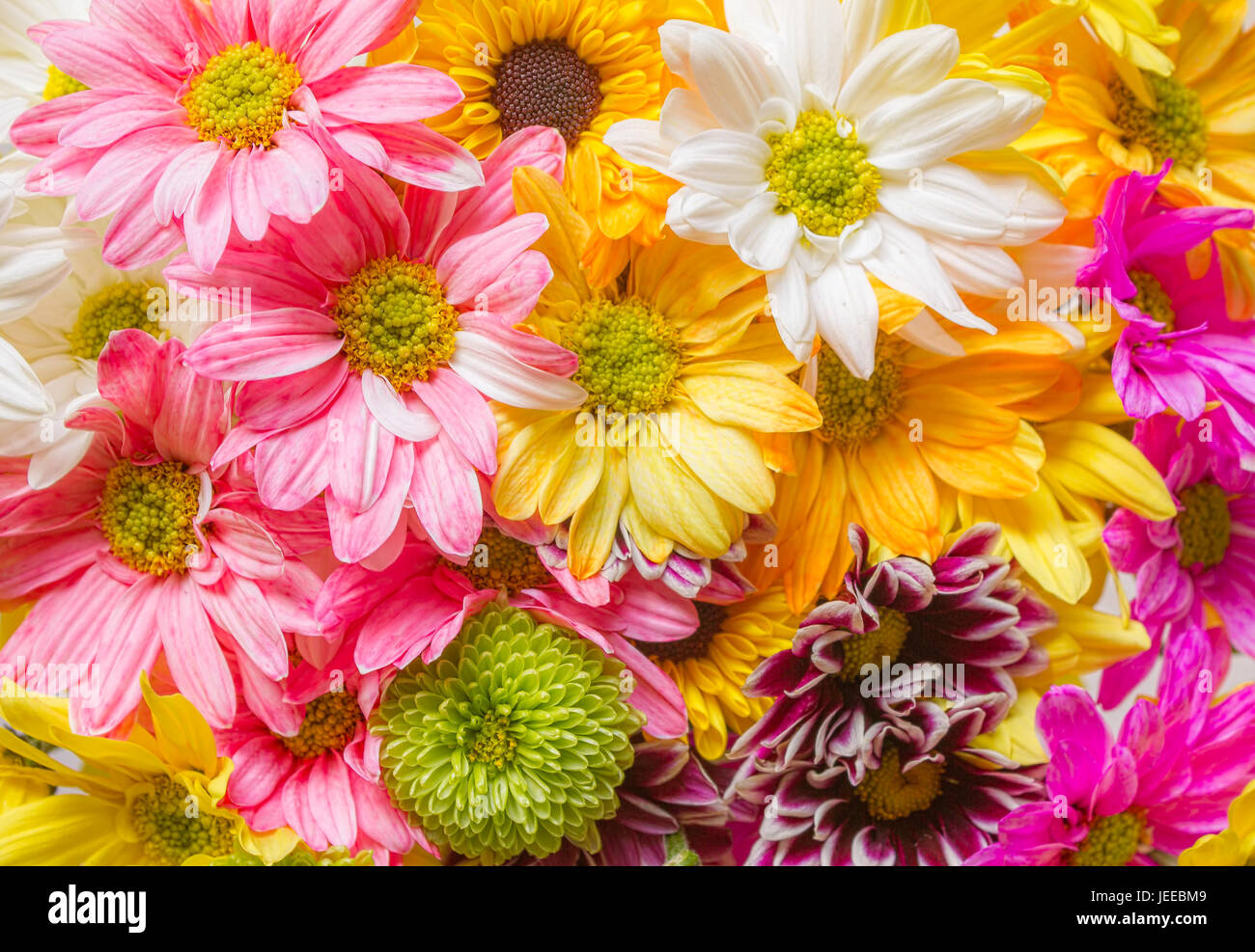 background with many colored flowers of different species Stock Photo ...