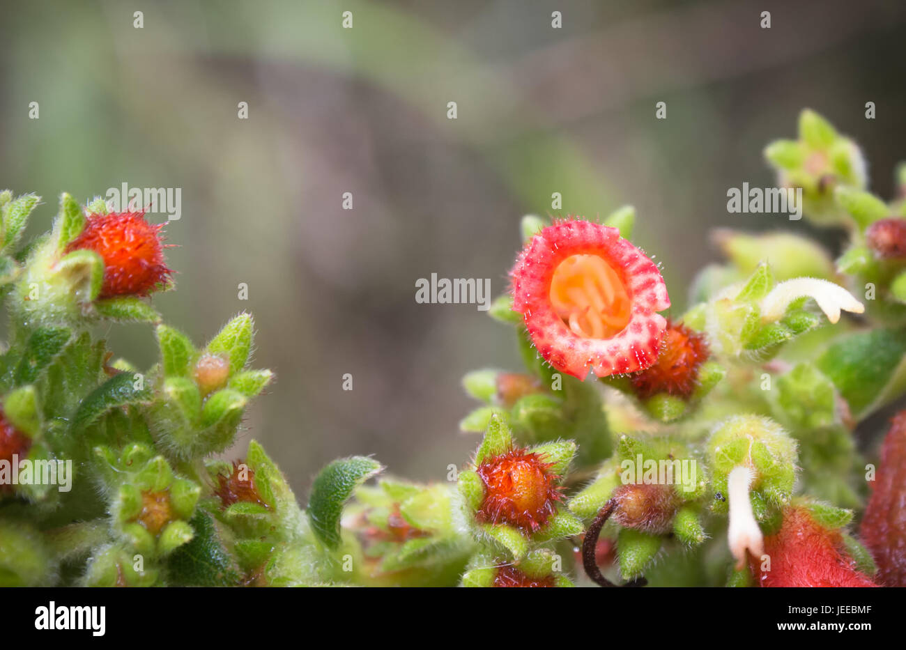 Budding poppy hi-res stock photography and images - Alamy