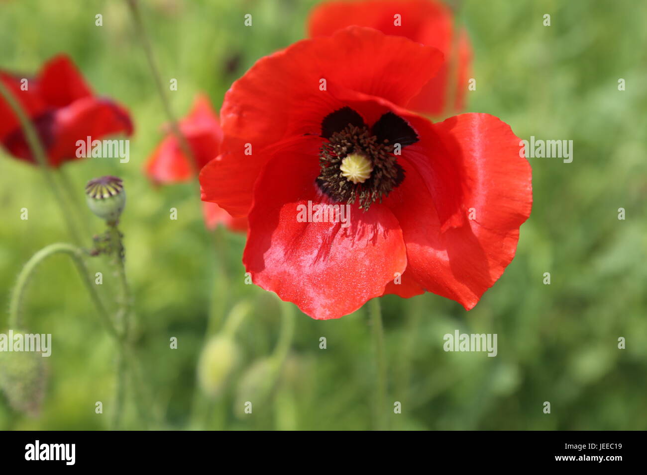 The texas hill country hi-res stock photography and images - Alamy