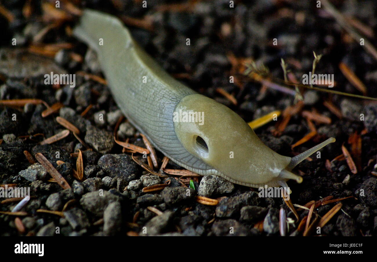Terrestrial slug hi-res stock photography and images - Alamy