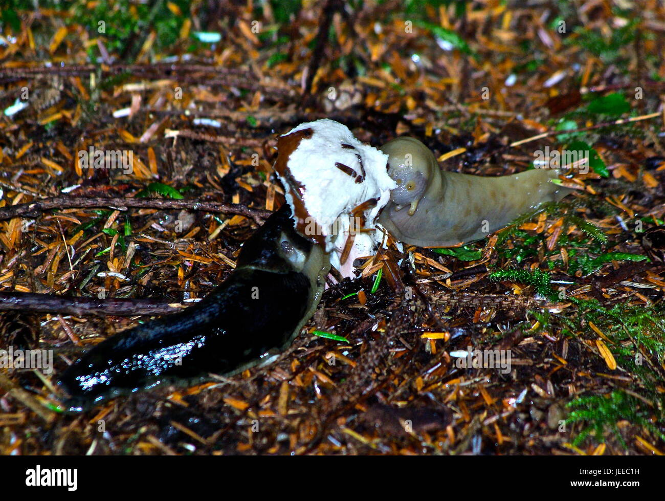 North american terrestrial slugs hi-res stock photography and images ...