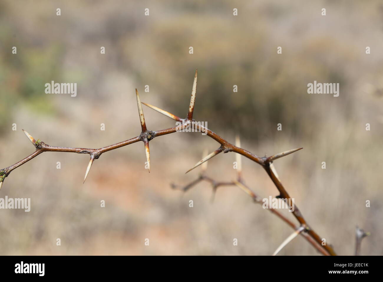 Devils thorn hi-res stock photography and images - Alamy