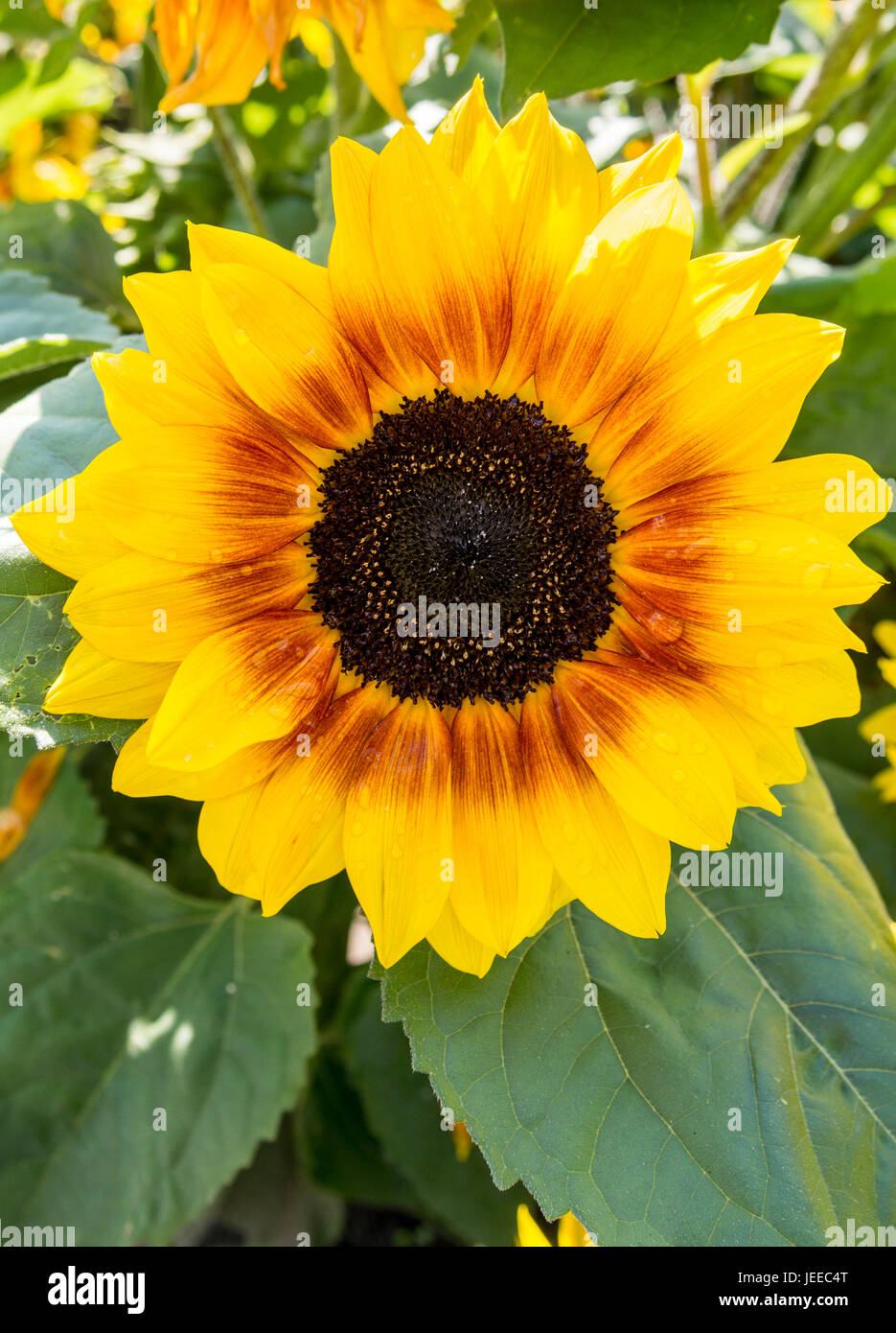 Yellow and Red Sunflower Bloom: A large bright yellow and rusty red ...