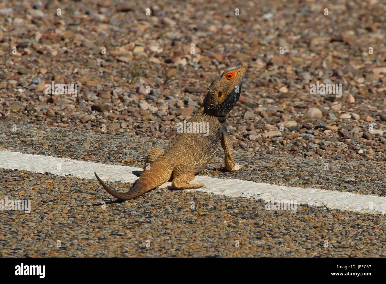 A lizard on the road hi-res stock photography and images - Alamy