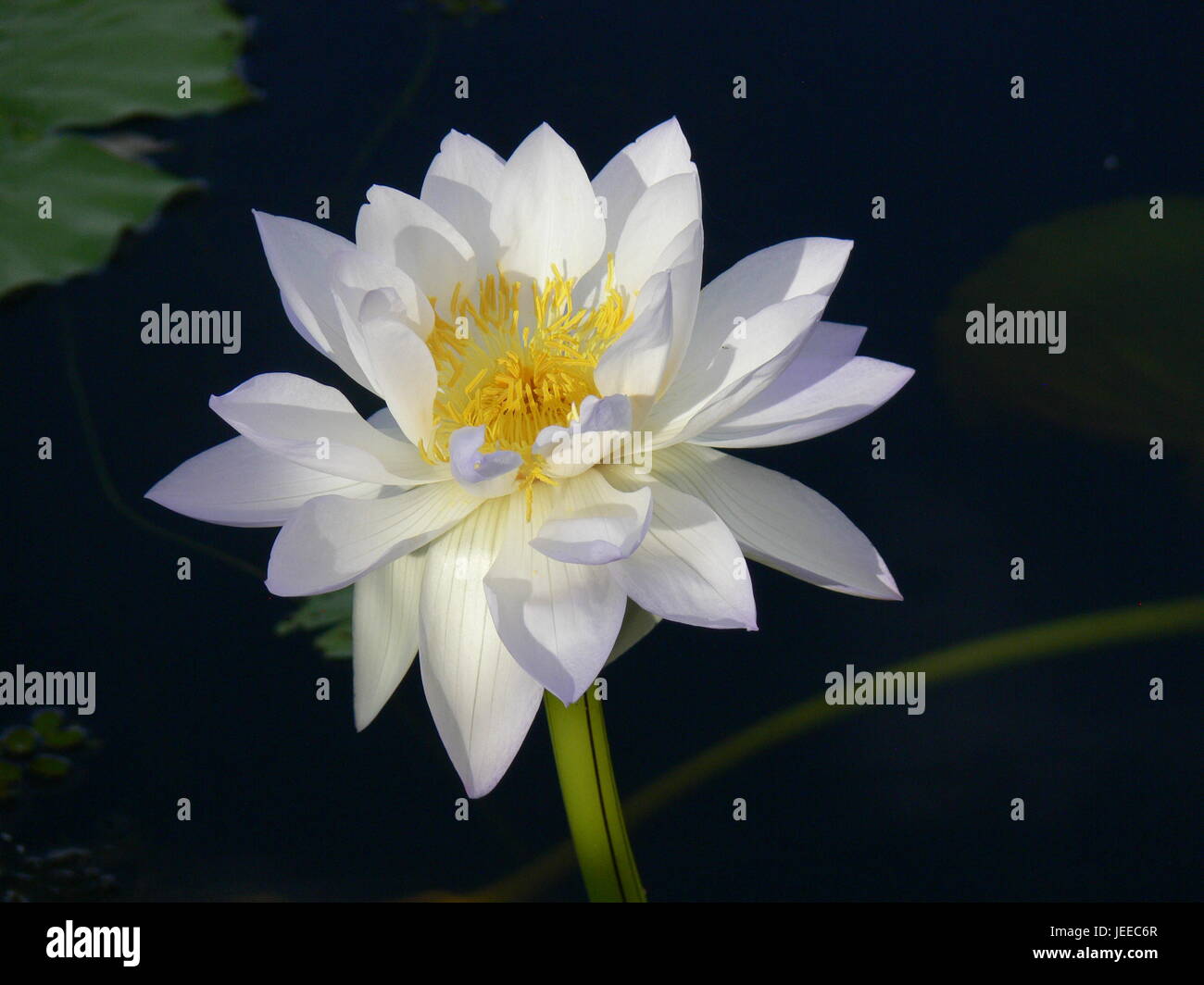 Water lily in Kakadu National Park in Australia Stock Photo - Alamy