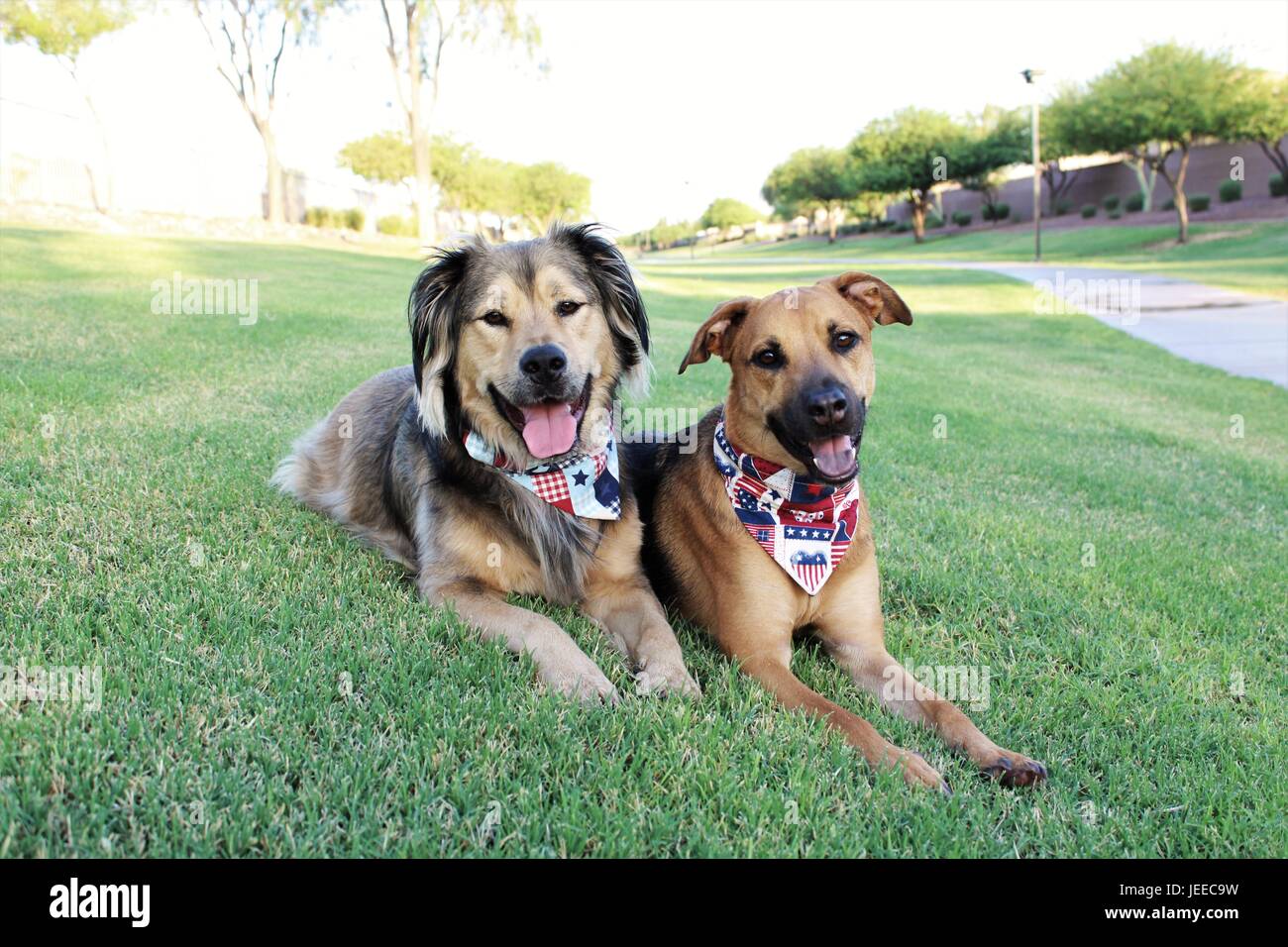 Stylish dog hi-res stock photography and images - Alamy