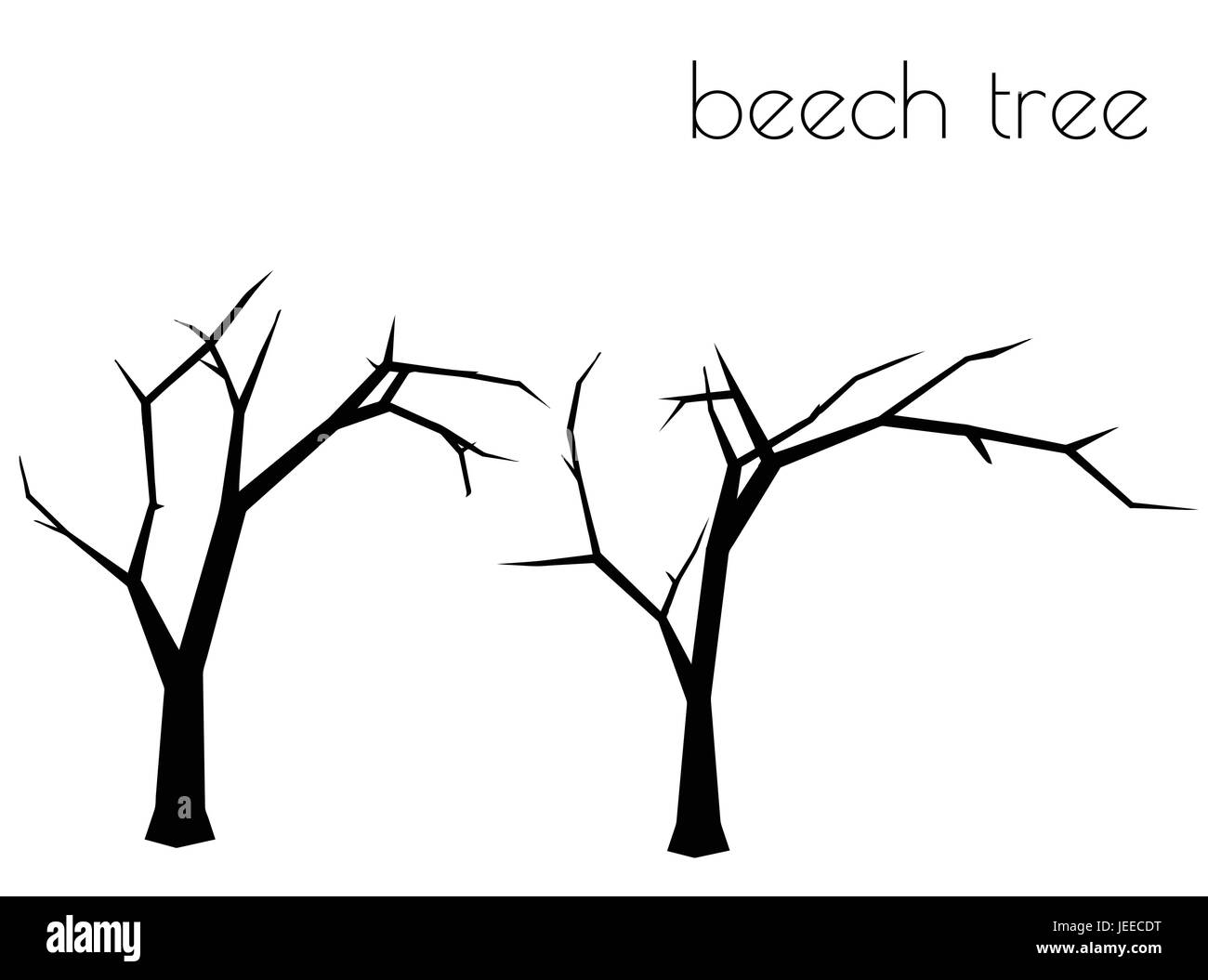 EPS 10 vector illustration of beech tree silhouette on white background ...