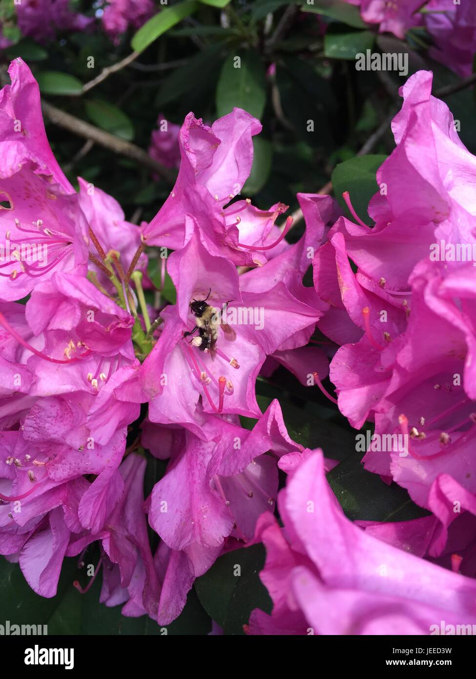 Azalea bush hi-res stock photography and images - Alamy