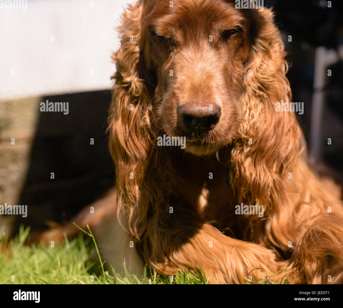 Man's best friend the purebred Irish Setter laying in the backyard ...