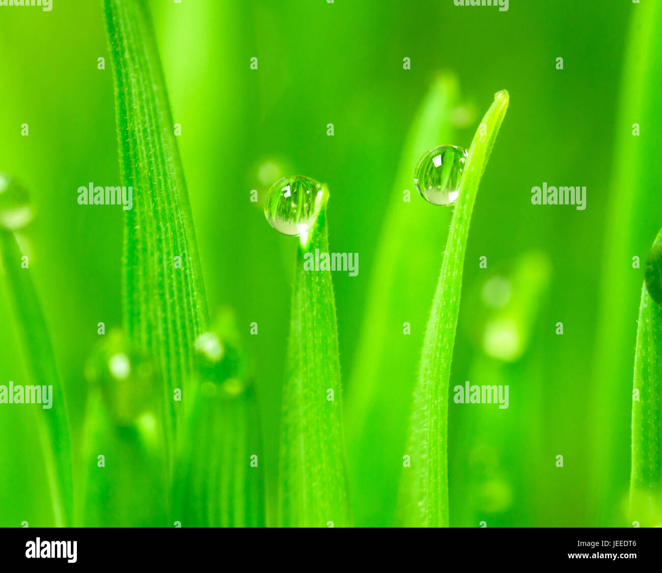 Green grass growing from water hi-res stock photography and images - Alamy