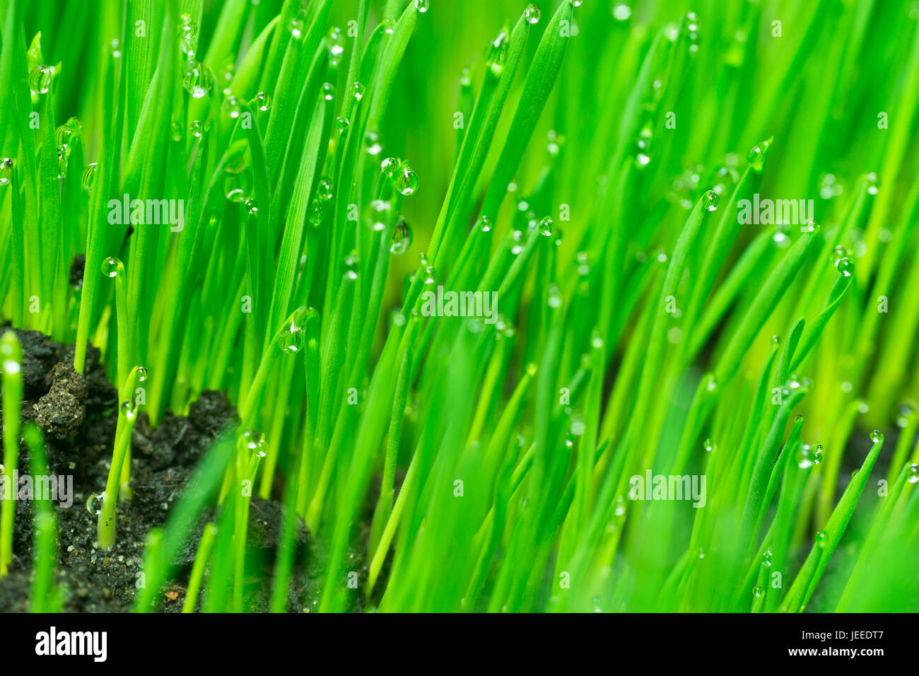Green grass growing from water hi-res stock photography and images - Alamy