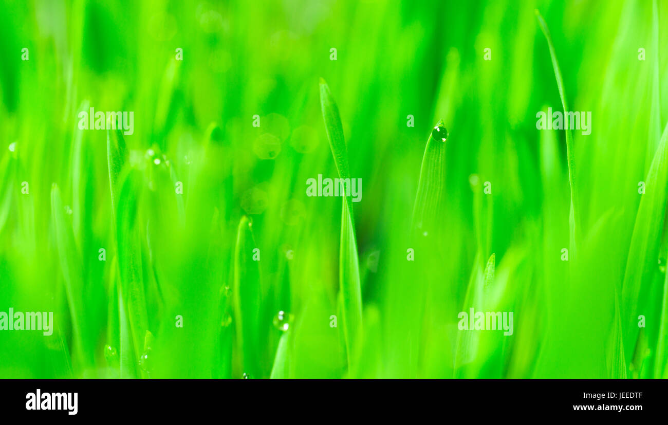 Wheat grass passes water from root to stem blade tip overnight Stock ...