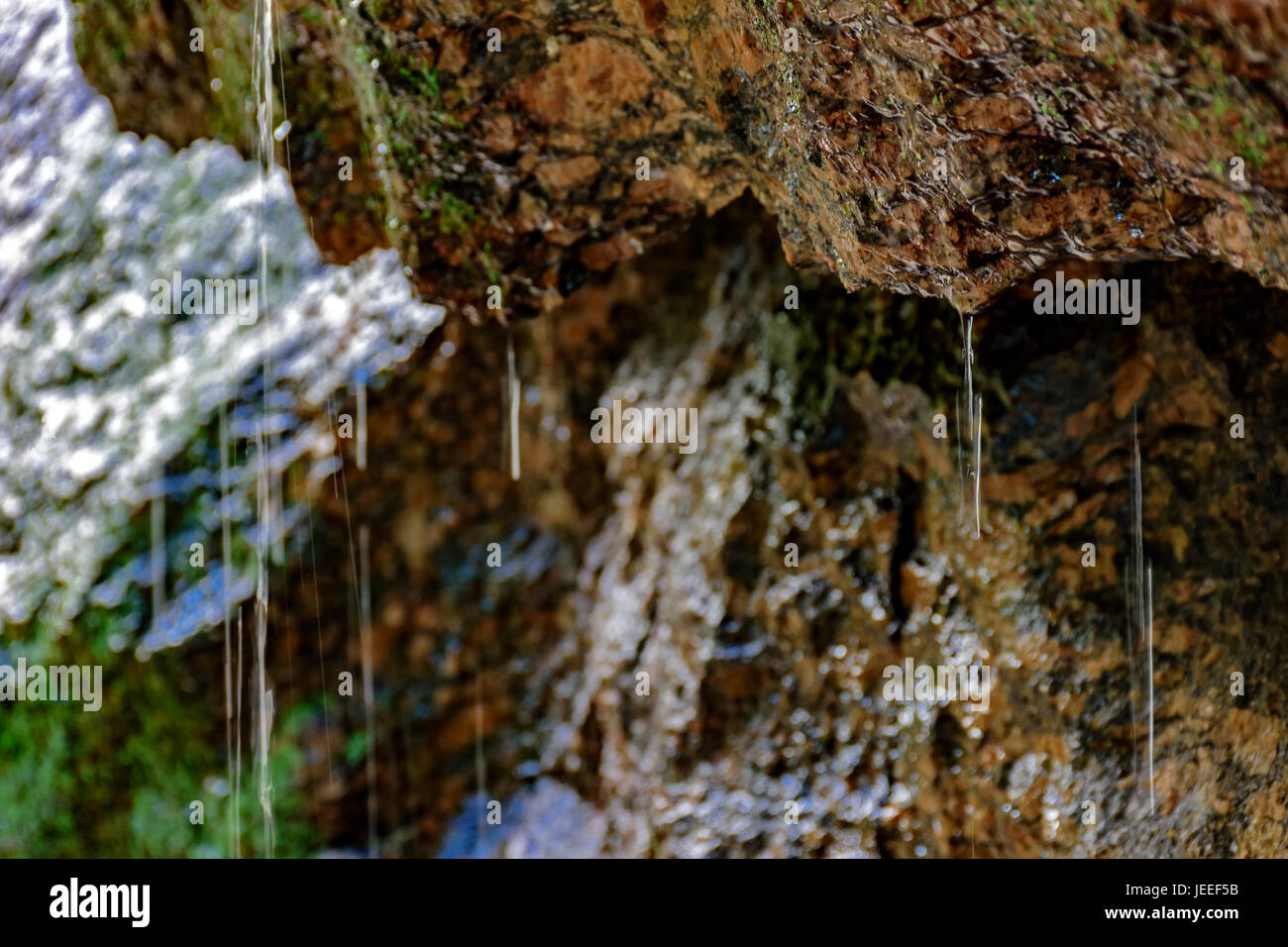 Close up rain drop rainforest hi-res stock photography and images - Alamy