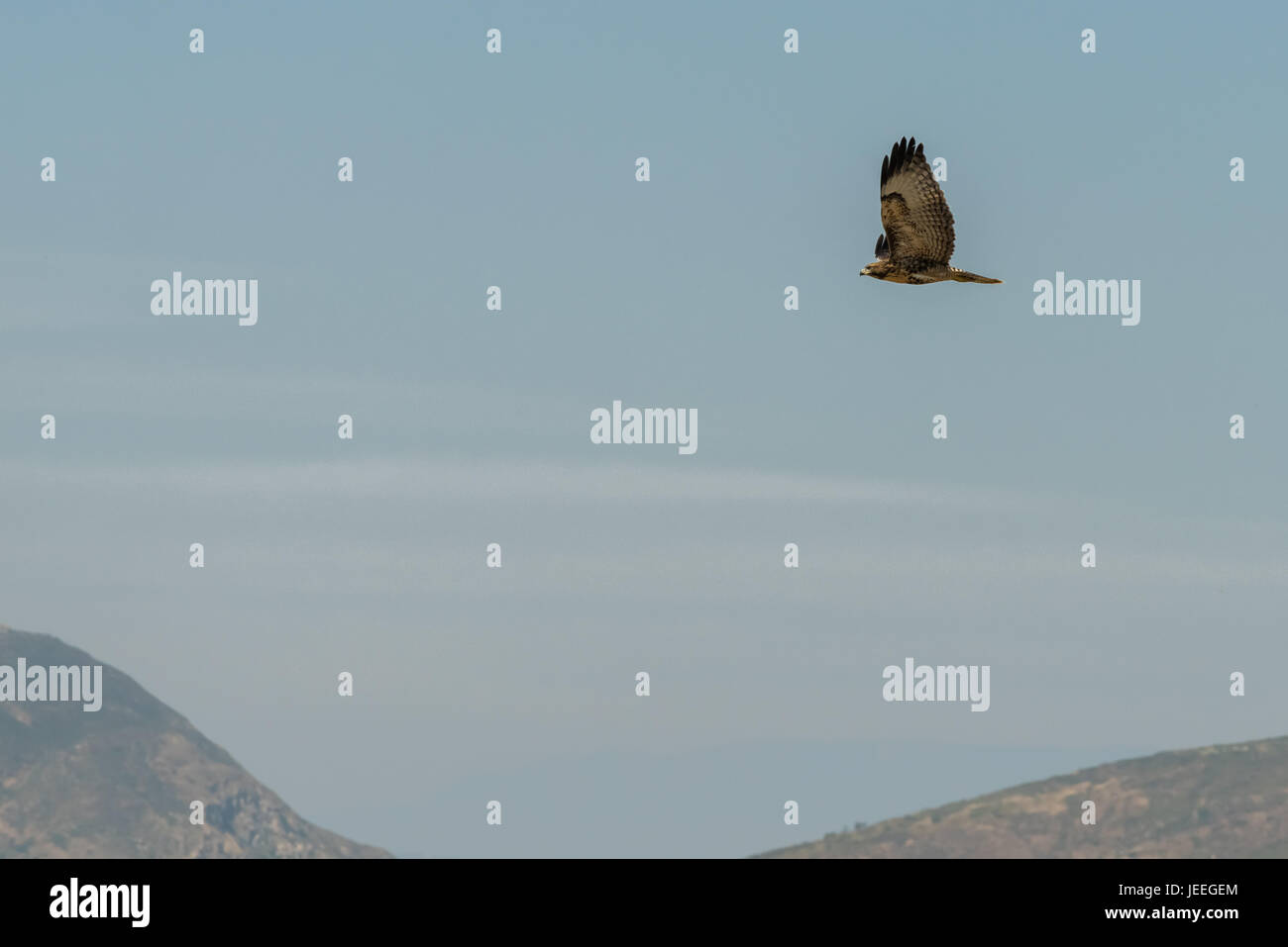 Hawk flying over hills in California Stock Photo - Alamy