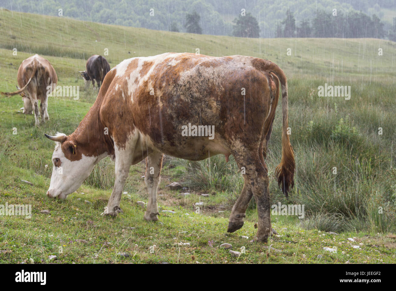 Wildlife Rain Rural Scenery High Resolution Stock Photography and ...