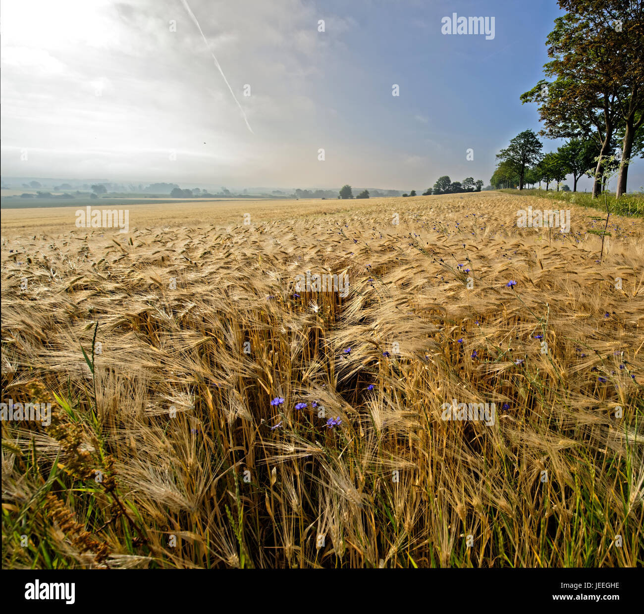 Blumen am meer hi-res stock photography and images - Alamy