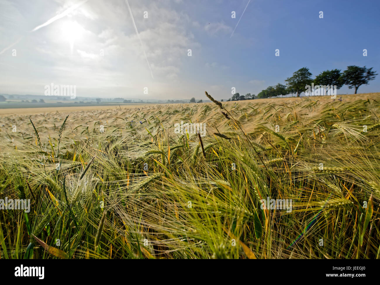 Blumen am meer hi-res stock photography and images - Alamy