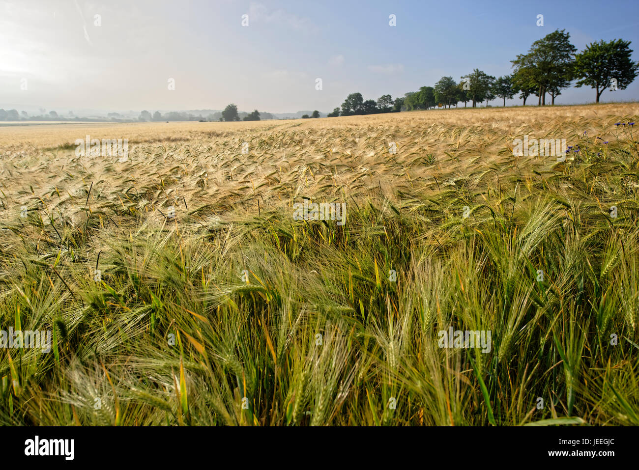 Blumen am meer hi-res stock photography and images - Alamy