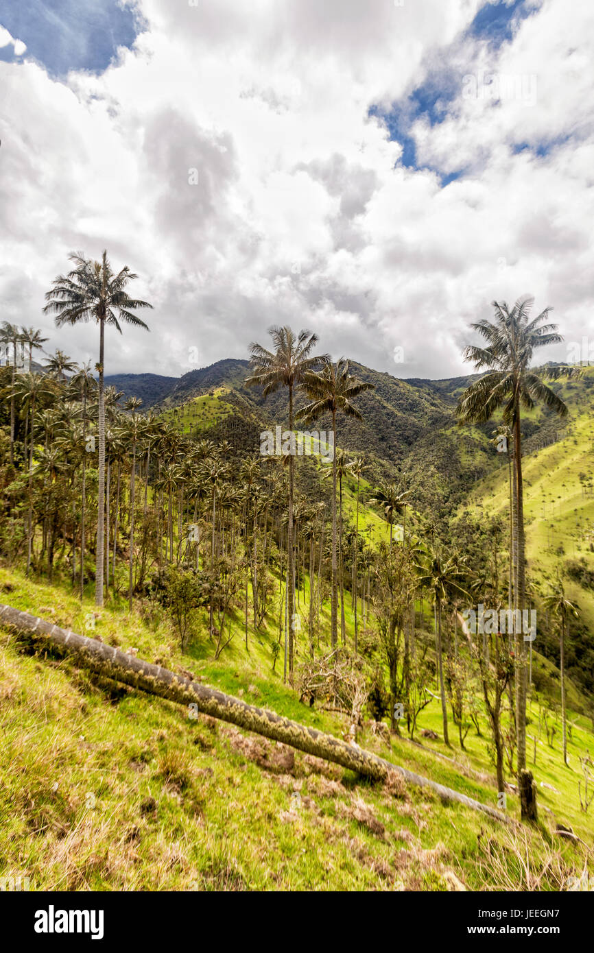 Portrait view of a wax palm forest with a dead palm lying in a pasture ...