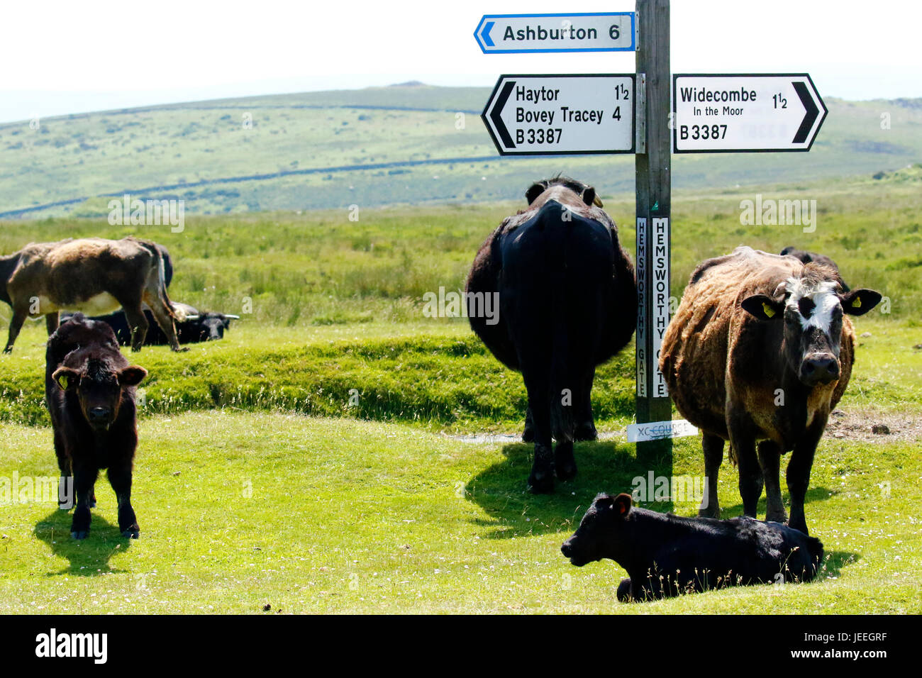 Cow and calves sign hi-res stock photography and images - Alamy