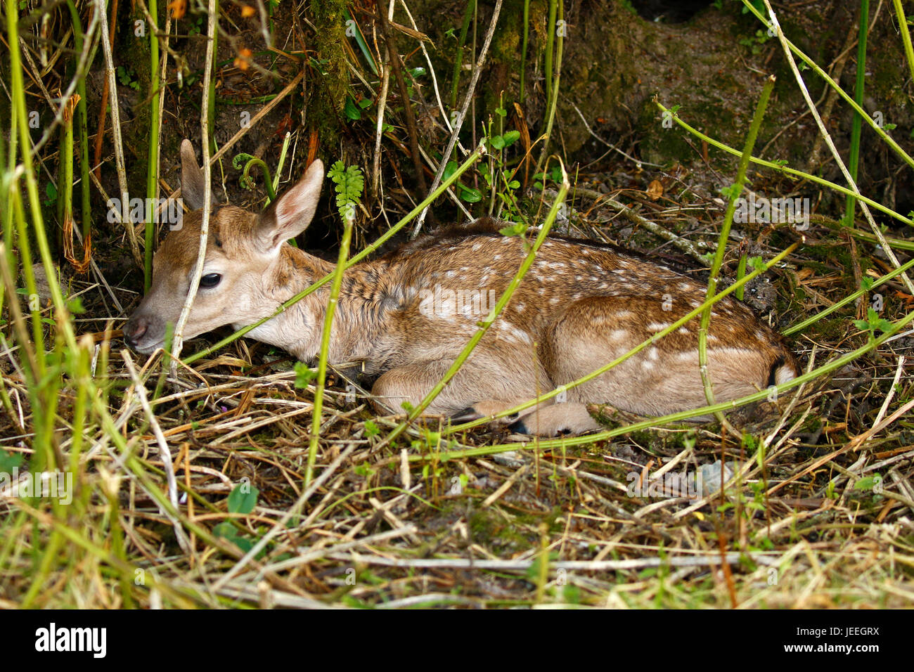 Tiny new born baby fallow fawn deer Stock Photo - Alamy