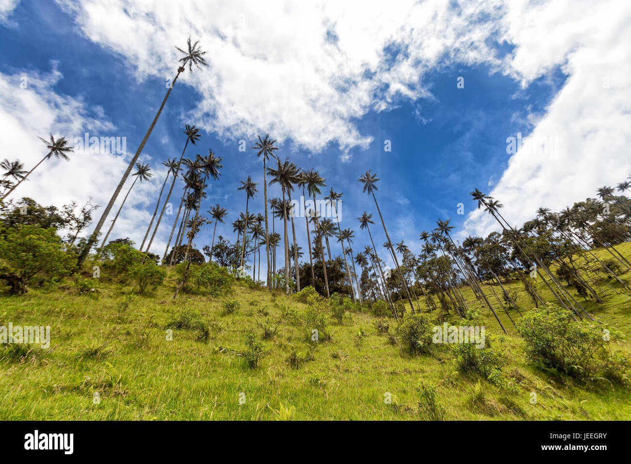 Wax palms rising high with blue sky and clouds near Salento, Colombia ...