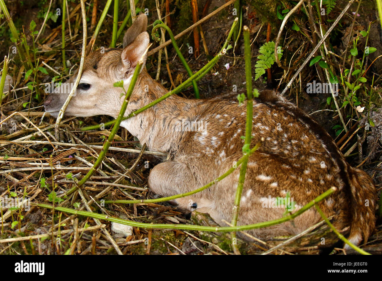 Menil fallow deer High Resolution Stock Photography and Images - Alamy