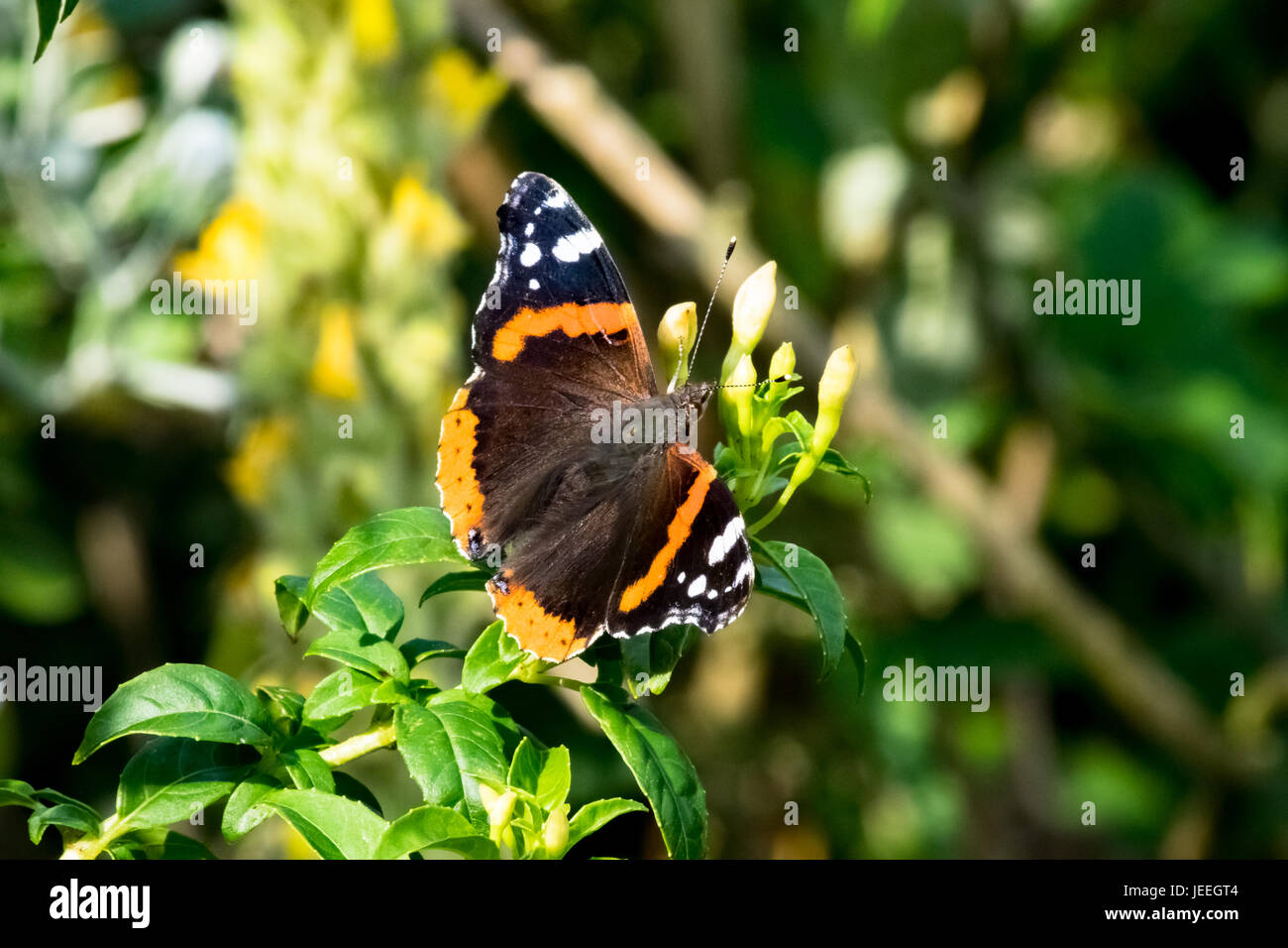 Red Admiral Butterfly (Vanessa atalanta Stock Photo - Alamy