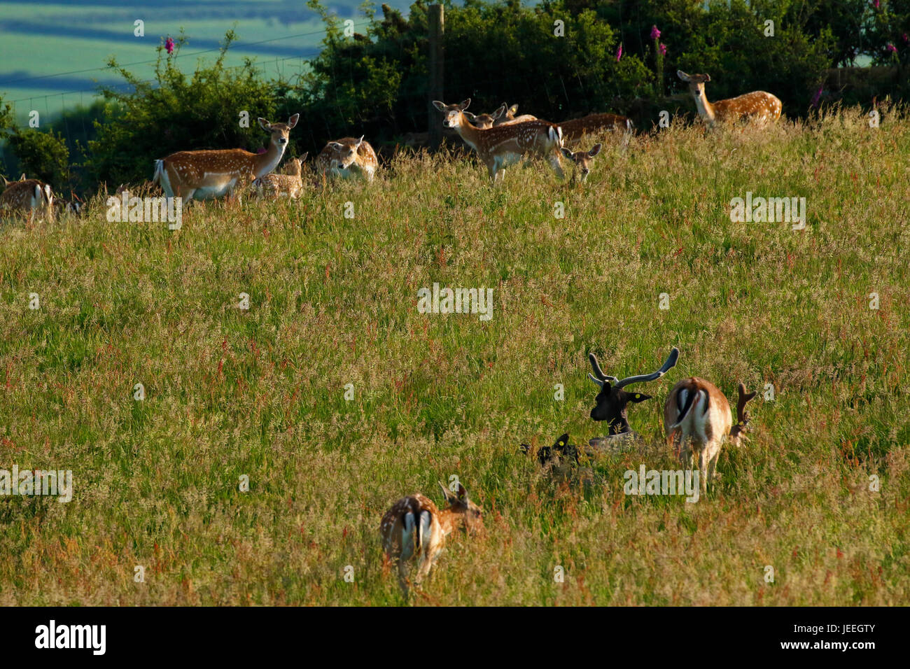 Female and male black bucks hi-res stock photography and images - Alamy