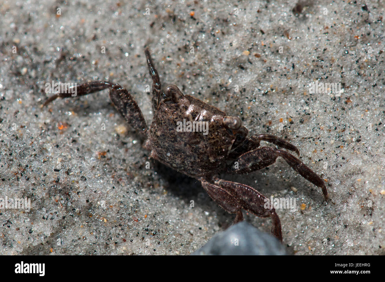 Crab north carolina hi-res stock photography and images - Alamy