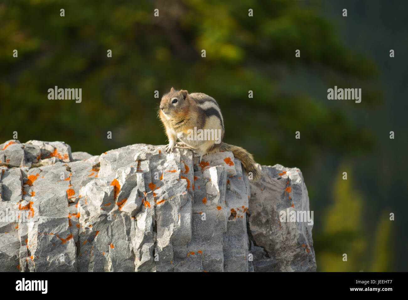 In plain sight Stock Photo - Alamy