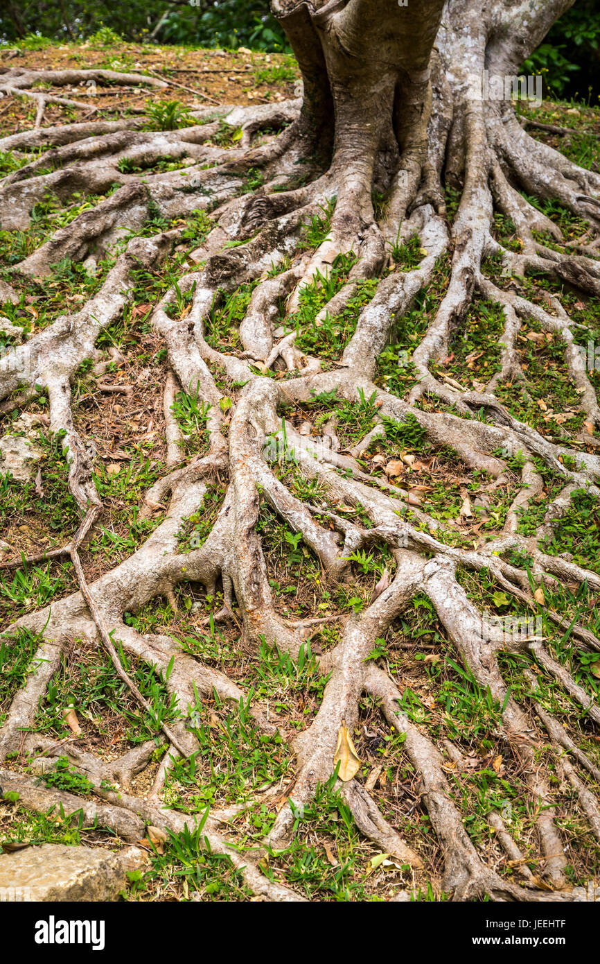 A sprawling tree root in the gardens of Shikinaen, located on a small ...
