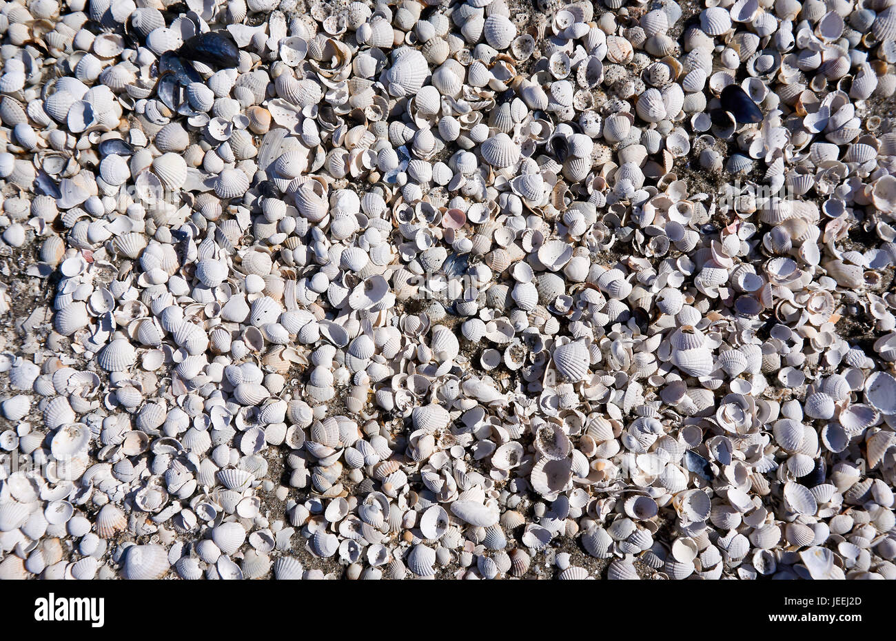 group of white sea shells on beach Stock Photo - Alamy