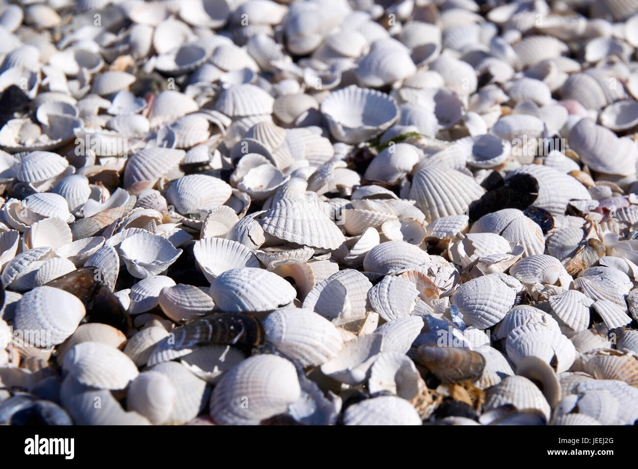 group of white sea shells on beach Stock Photo - Alamy