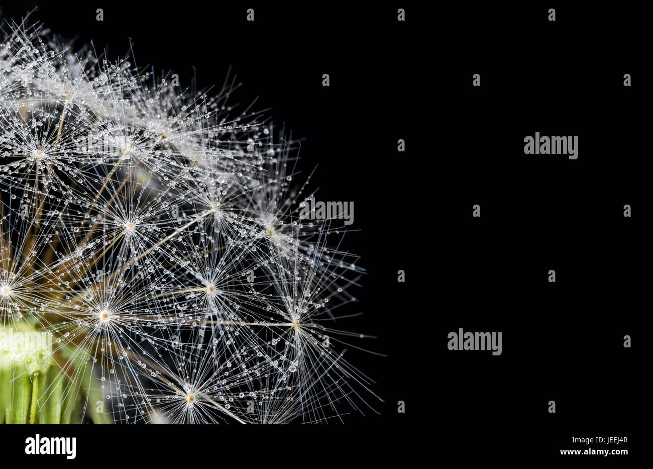 Water drops black background flower hi-res stock photography and images ...