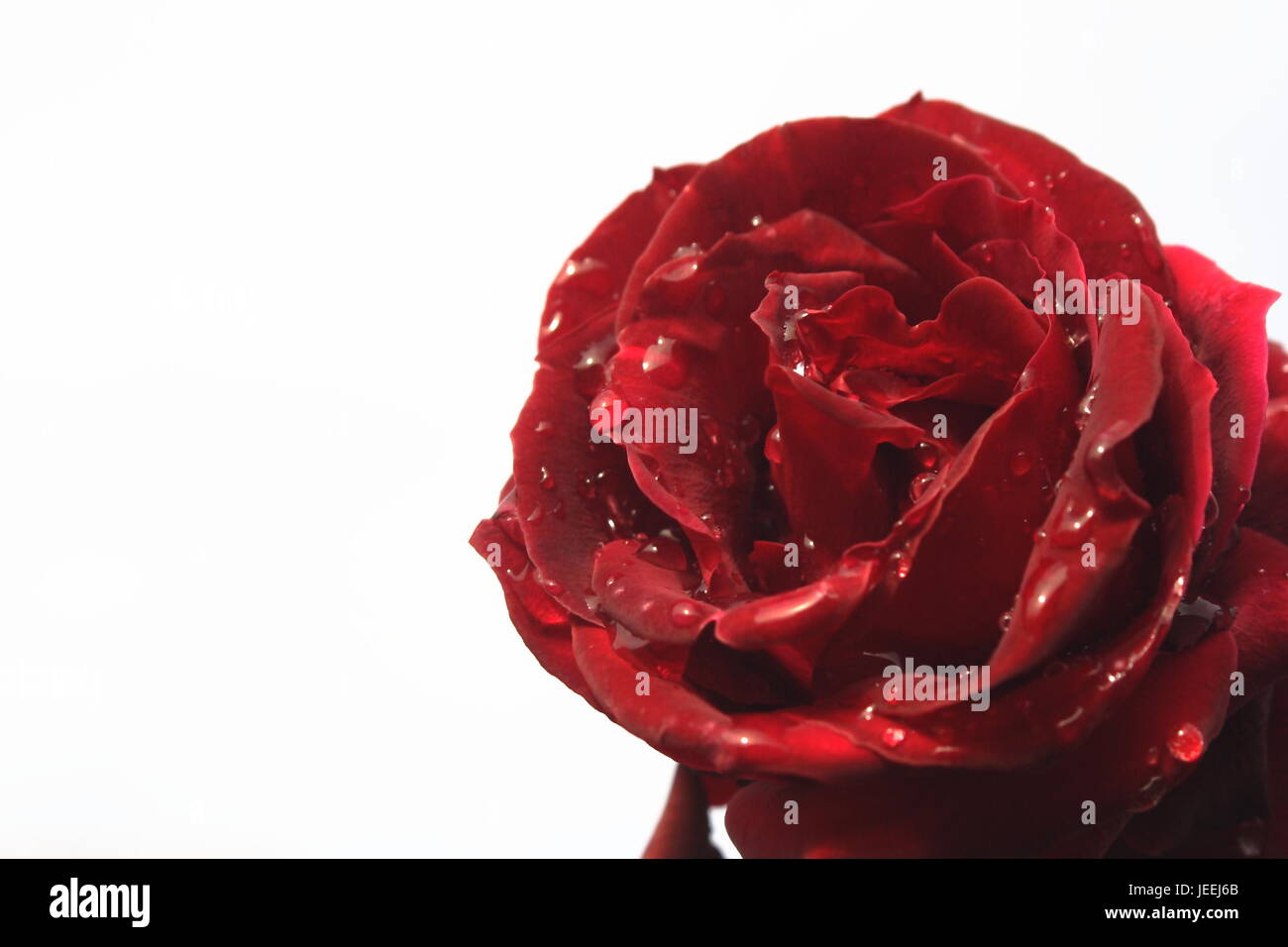 Dark Red Rose Stock Photo - Alamy