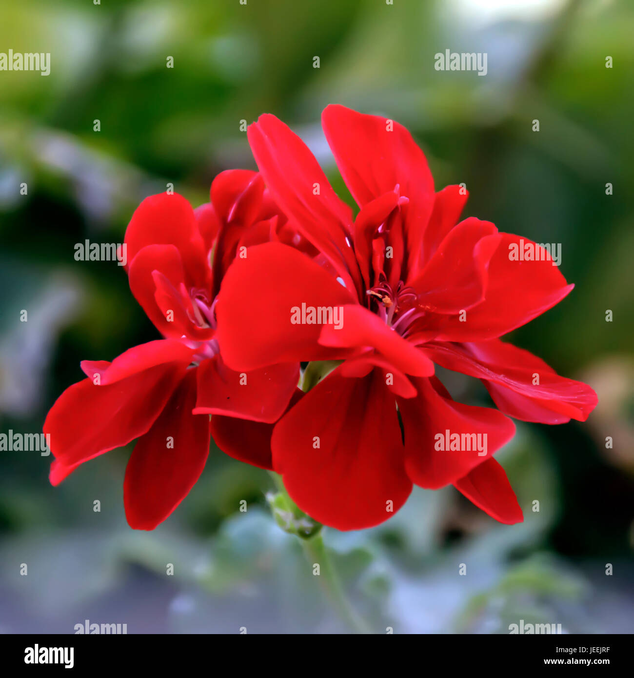 Red blooming geranium flowe Stock Photo - Alamy