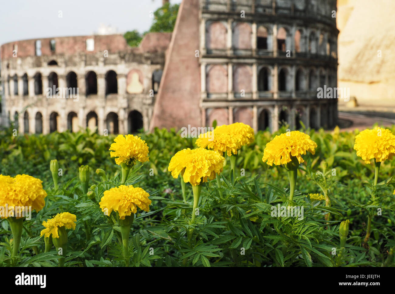 Group of yellow marigold flowers with miniature of Colosseum background ...