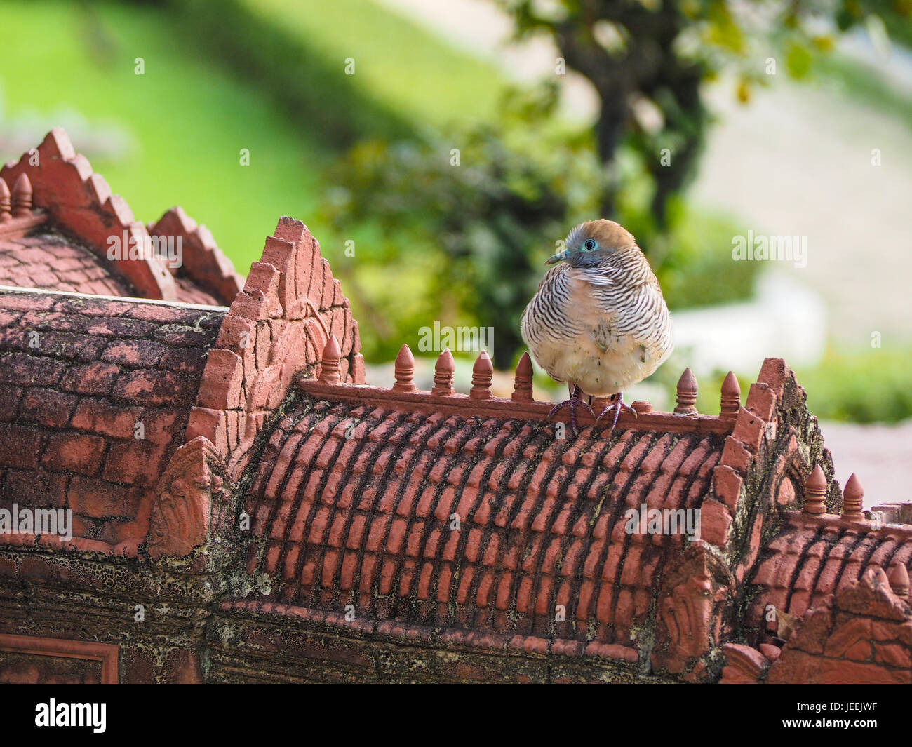 Zebra dove, Barred ground dove, Bird sitting and sleeping on roof of ...