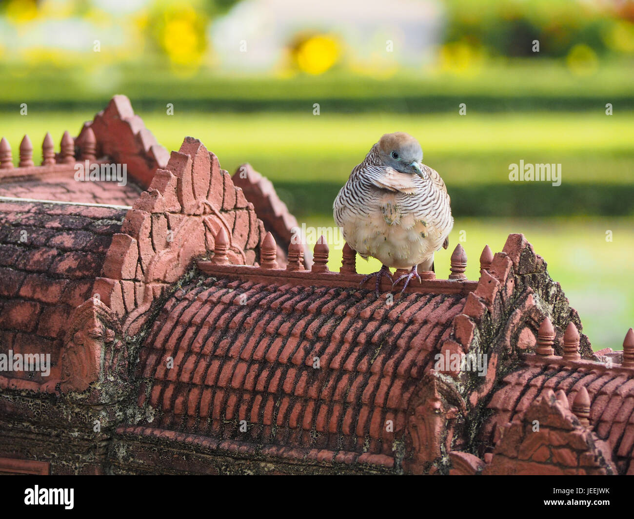 Zebra dove, Barred ground dove, Geopelia Striata Stock Photo - Alamy
