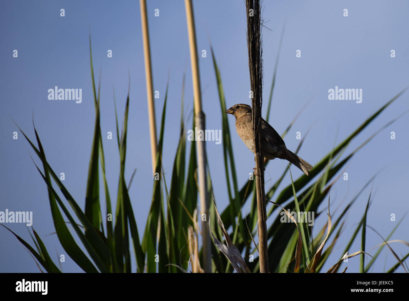 Wild bird amongst green leaves Stock Photo - Alamy