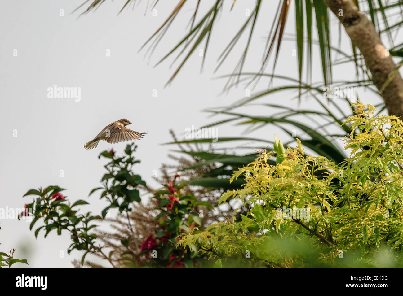 Flying Sparrow Bird female caught in motion flying Stock Photo - Alamy