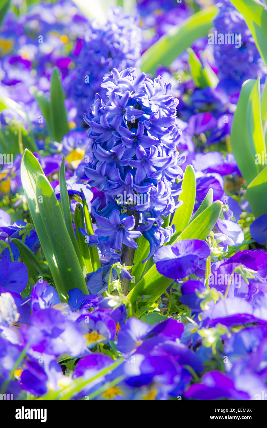 Hyacinth flower in the flowerbed of a garden Stock Photo - Alamy