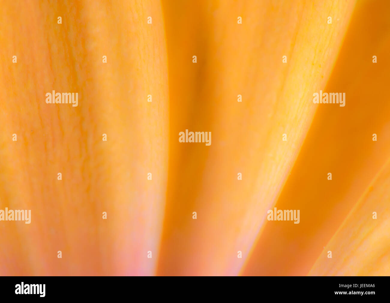 Abstract orange natural flower background with petals of a blossom ...