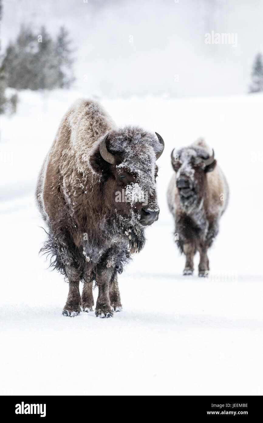Bison couple hi-res stock photography and images - Alamy