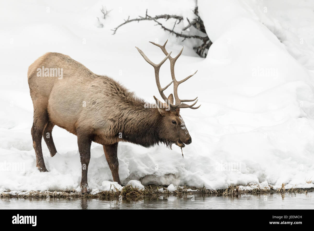 Classic elk hi-res stock photography and images - Alamy