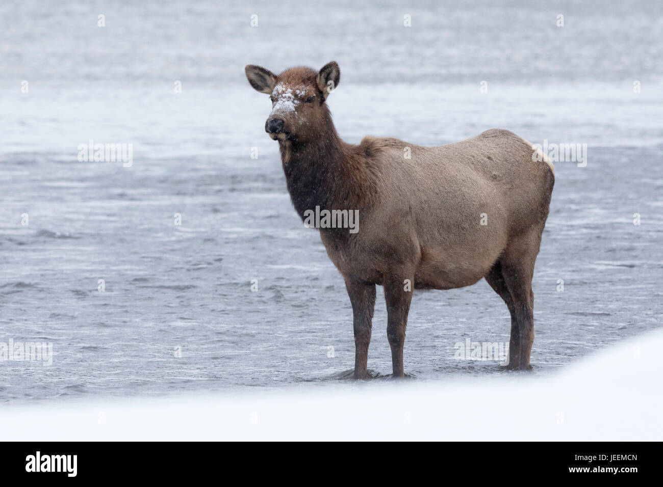 Classic elk hi-res stock photography and images - Alamy