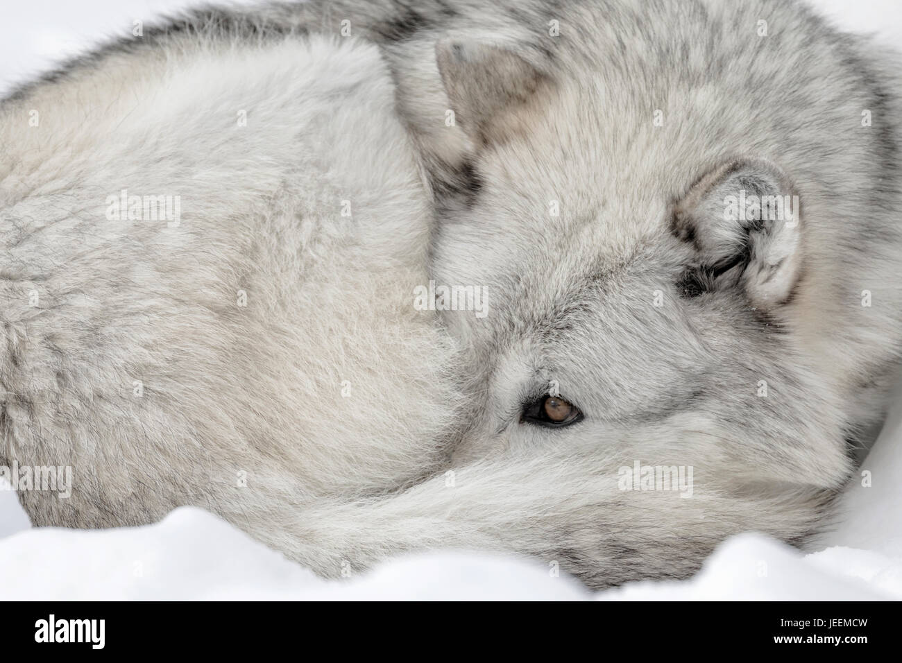 She wolf head hi-res stock photography and images - Alamy