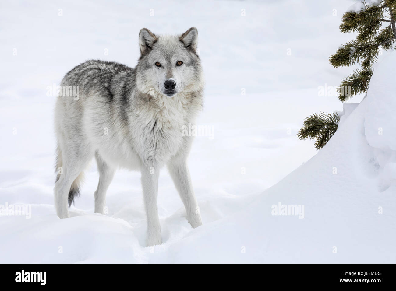 Mature wolf hi-res stock photography and images - Alamy