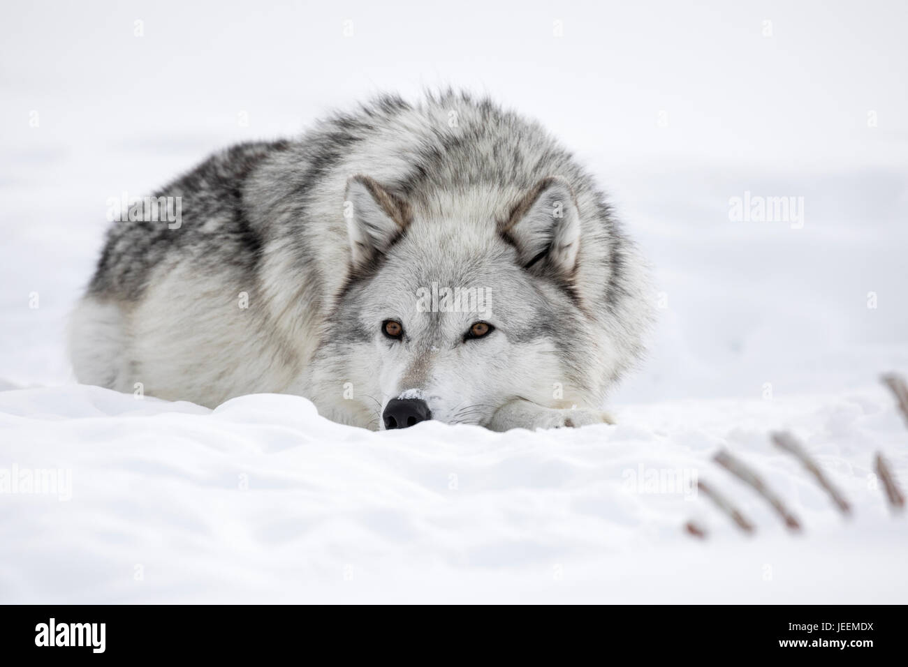 Gray wolf hi-res stock photography and images - Alamy